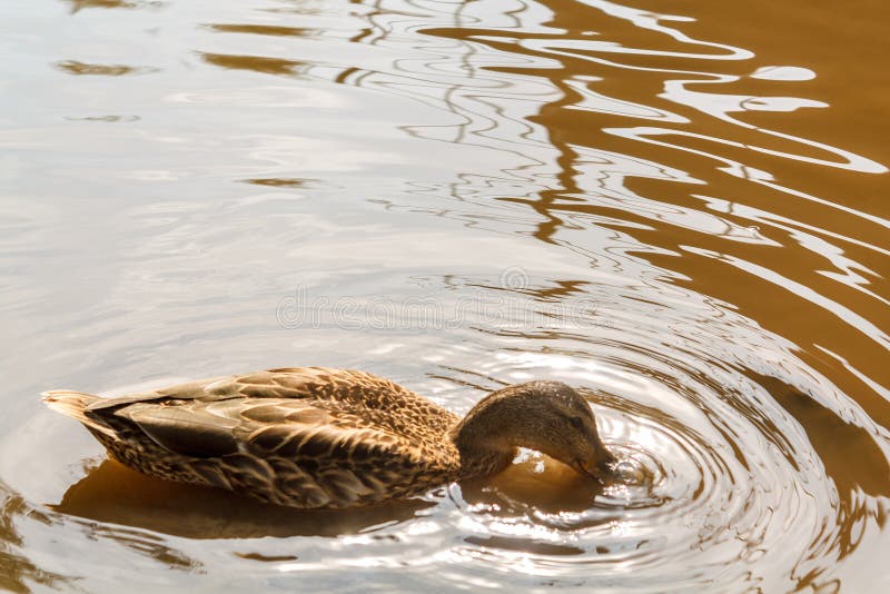 One Brown Duck Swims in the River Stock Photo - Image of brown, natural ...