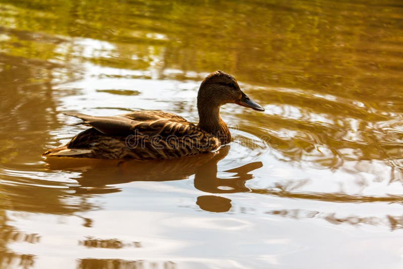 One Brown Duck Swims in the River Stock Image - Image of dive, animal ...