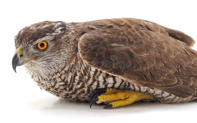 Brown Falcon Up Close and Personal Stock Photo - Image of pattern ...