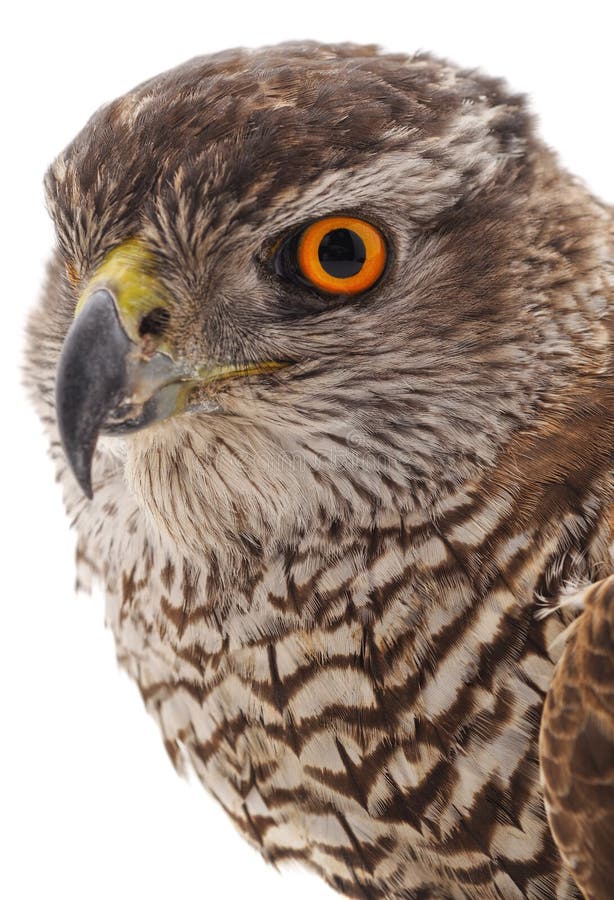 One brown falcon stock photo. Image of wild, majestic - 275008740