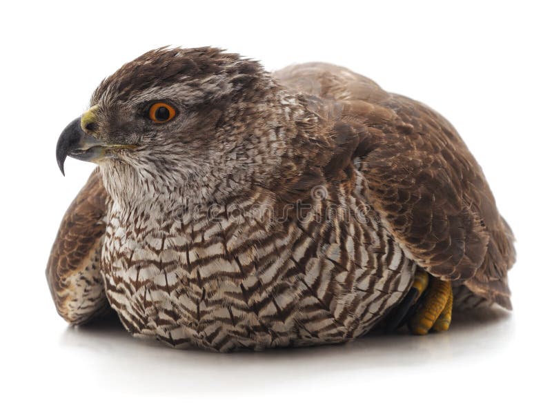 One brown falcon stock photo. Image of wild, majestic - 275008740