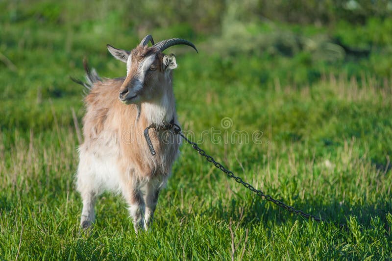 One Goat in a Green Meadow on a Leash Stock Image - Image of cute ...