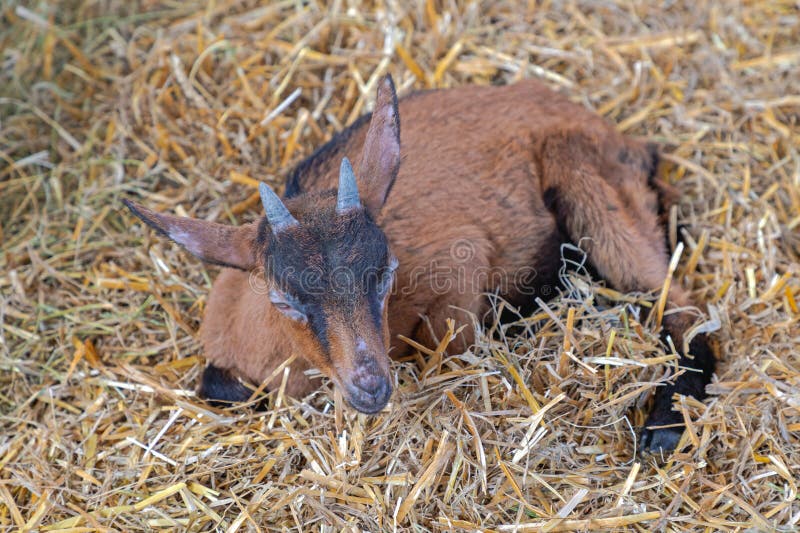 One Brown Goat stock image. Image of goat, alone, breed - 367799001
