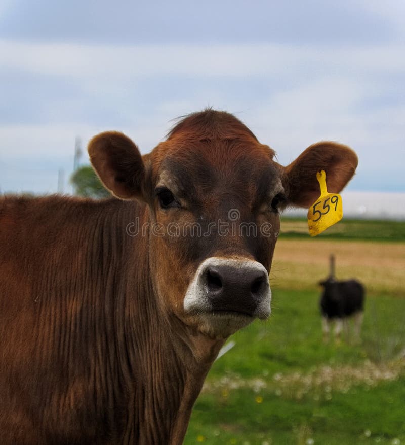One Brown Jersey Cow Looking at the Camera Stock Image - Image of cute ...