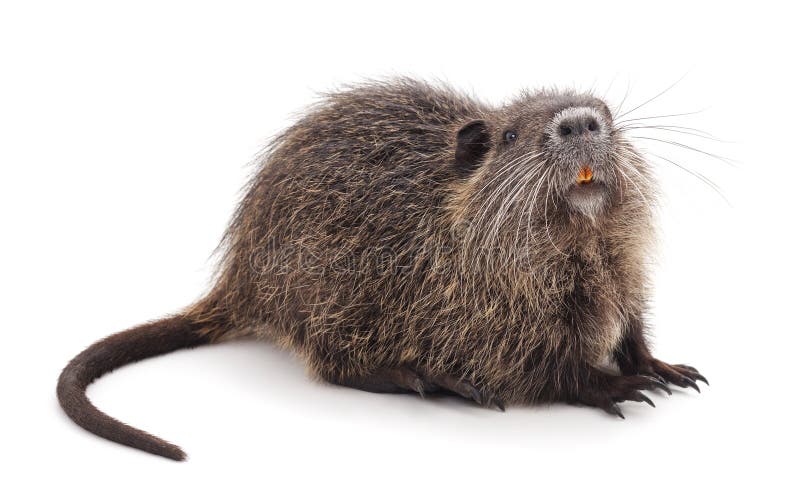 One brown nutria stock photo. Image of interesting, background - 139716226