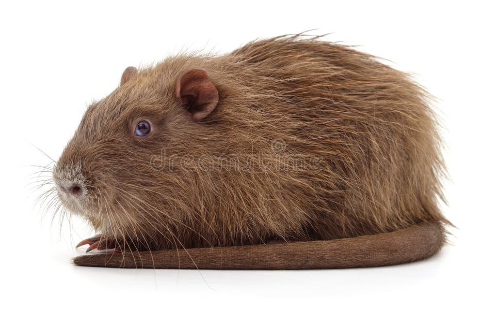 One brown nutria stock photo. Image of wild, pets, beaver - 298332240