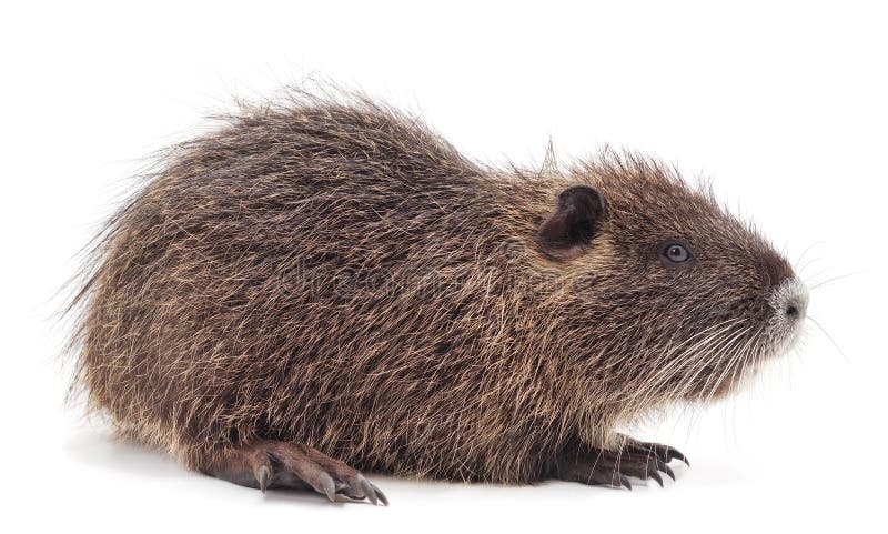 One brown nutria stock photo. Image of cunning, animal - 170498666