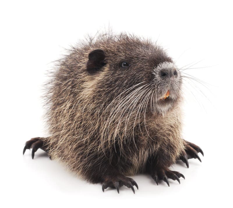 One white nutria stock photo. Image of animal, agriculture - 153168702
