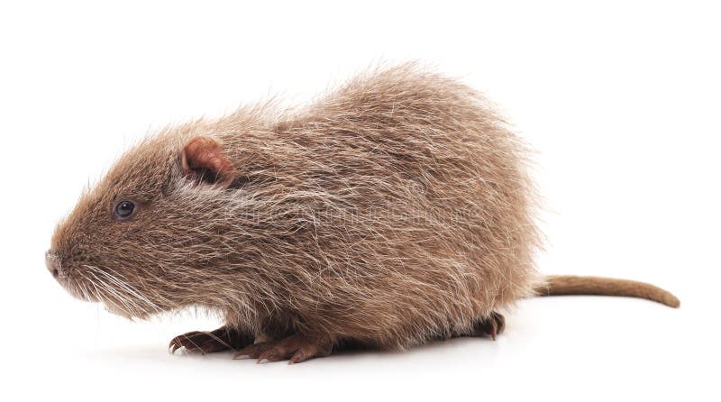 Brown Nutria on Green Lawn Wuth Flowers Eats. Portrait of Coypu in the ...