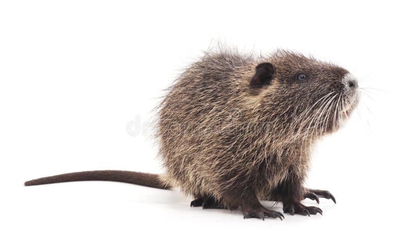 One brown nutria. stock image. Image of agriculture - 110319725