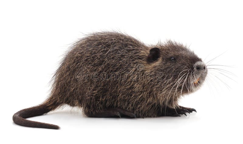 One brown nutria. stock image. Image of nutria, brown - 117356281