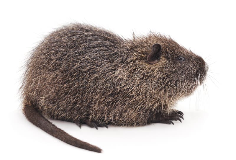 One brown nutria stock photo. Image of interesting, background - 139716226