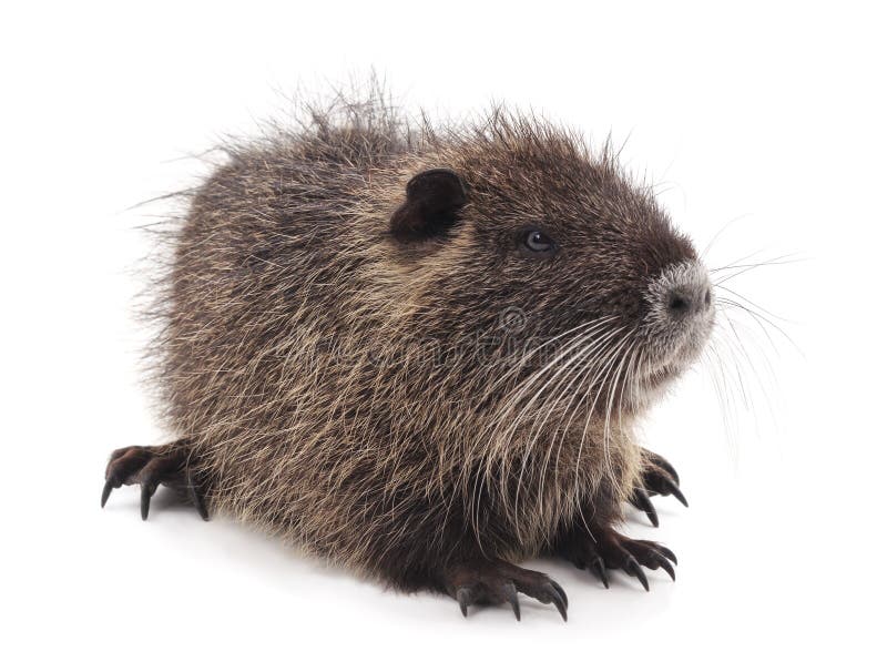 One brown nutria stock photo. Image of interesting, background - 139716226