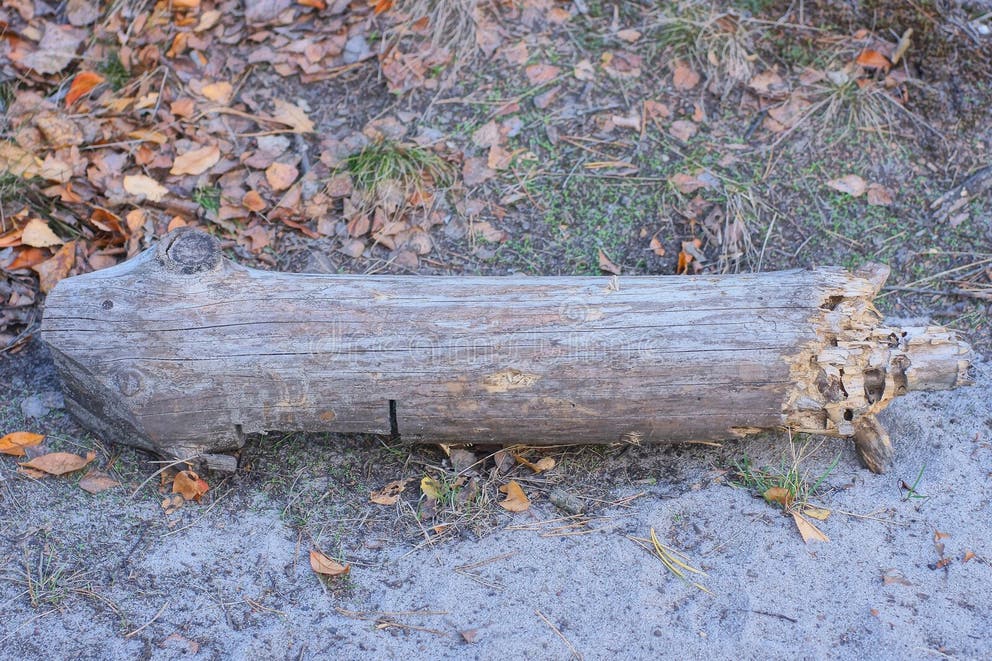 One of Brown Pine Tree Log on the Ground Stock Image - Image of energy, industry: 344257357