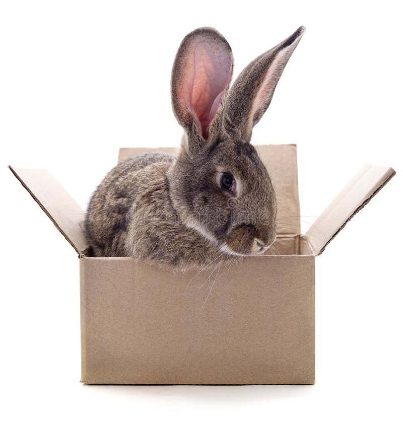 One brown rabbit in box stock photo. Image of beautiful - 183994222