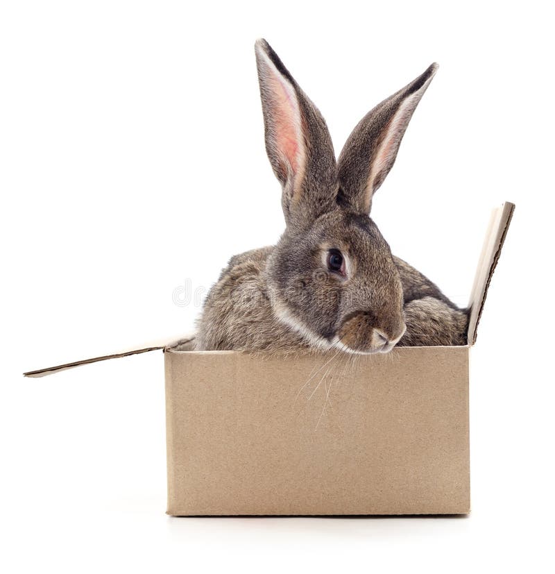 190 Rabbit Cardboard Box Stock Photos - Free & Royalty-Free Stock ...