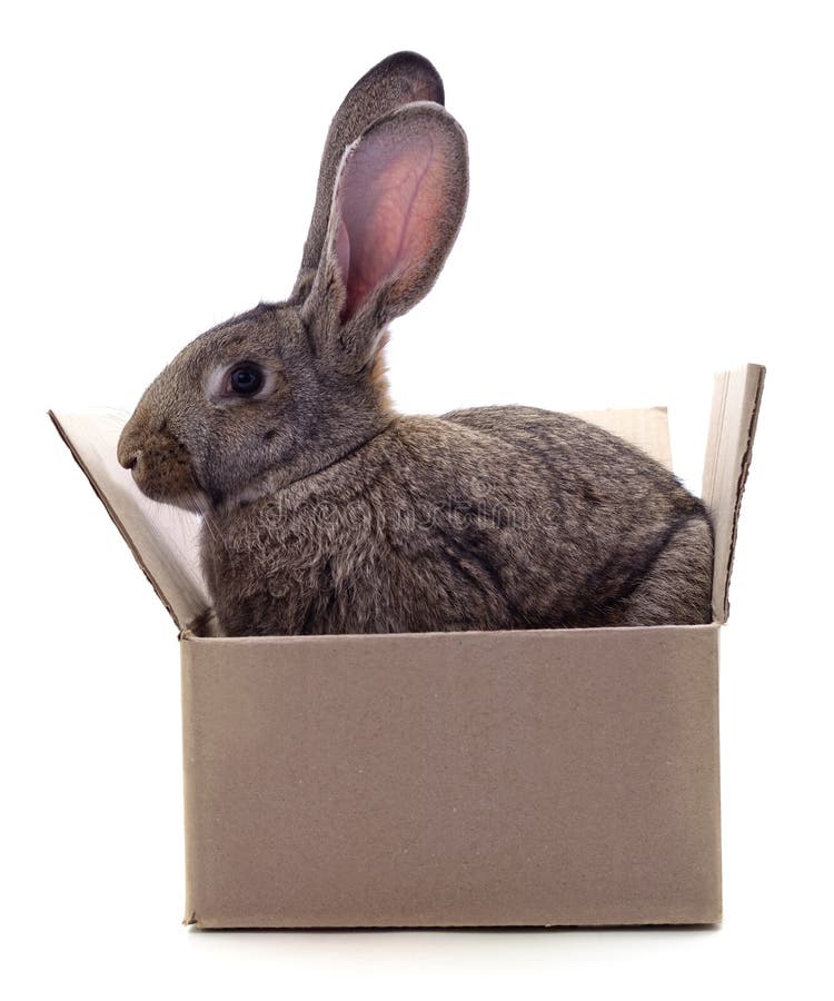 190 Rabbit Cardboard Box Stock Photos - Free & Royalty-Free Stock ...