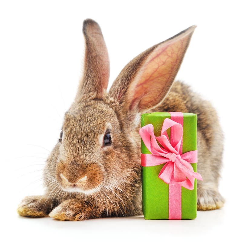 Rabbit Gift stock photo. Image of fluffy, pretty, nature - 13030558