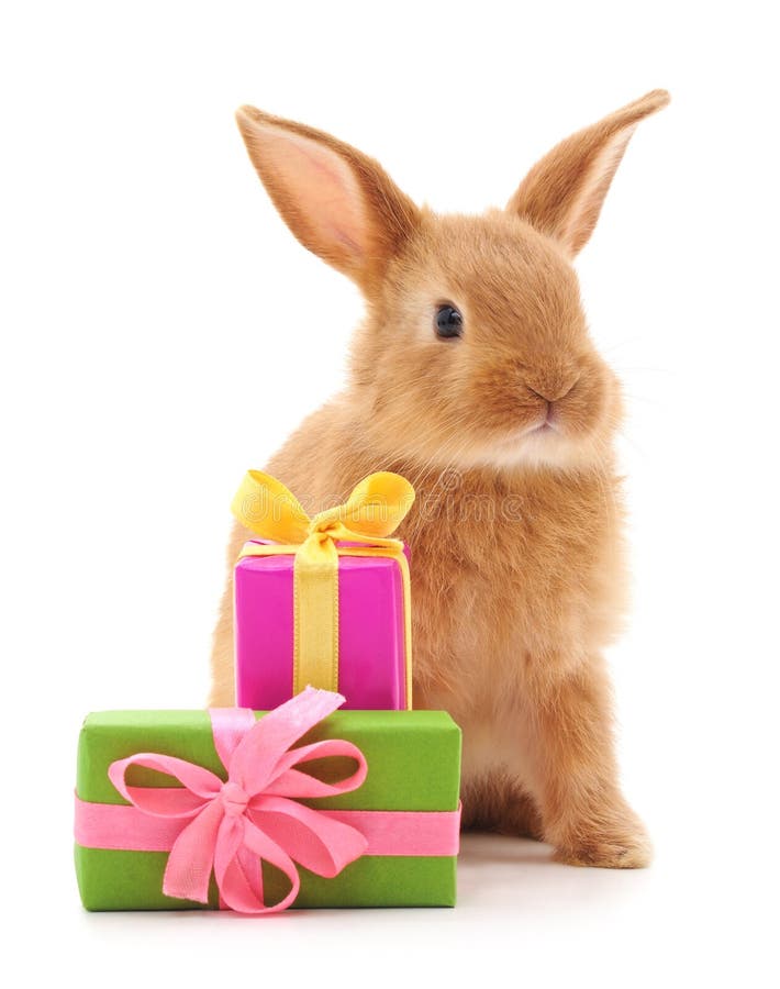 Little Rabbit On The Boxes With Gifts Stock Image - Image of ...