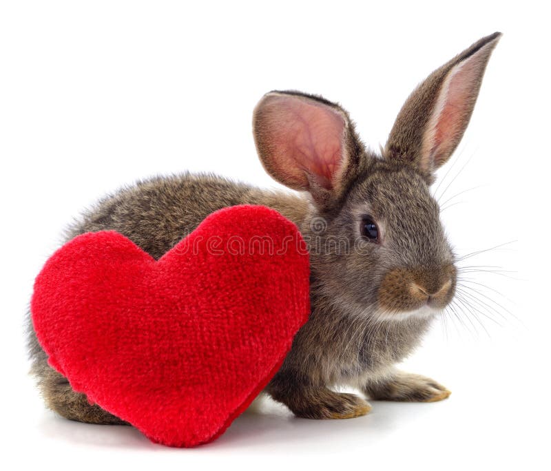 Rabbit with red heart stock photo. Image of rodent, furry - 14085444