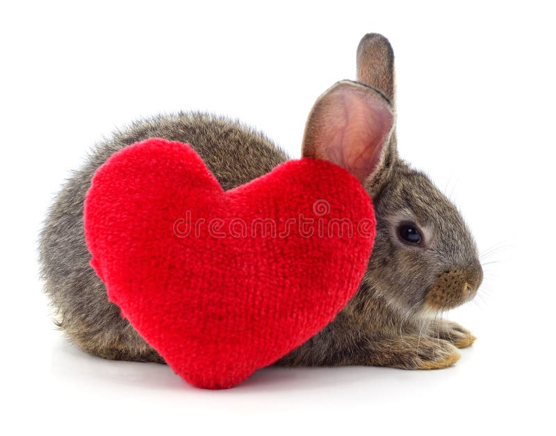 One brown rabbit and heart stock photo. Image of decorative - 239126306
