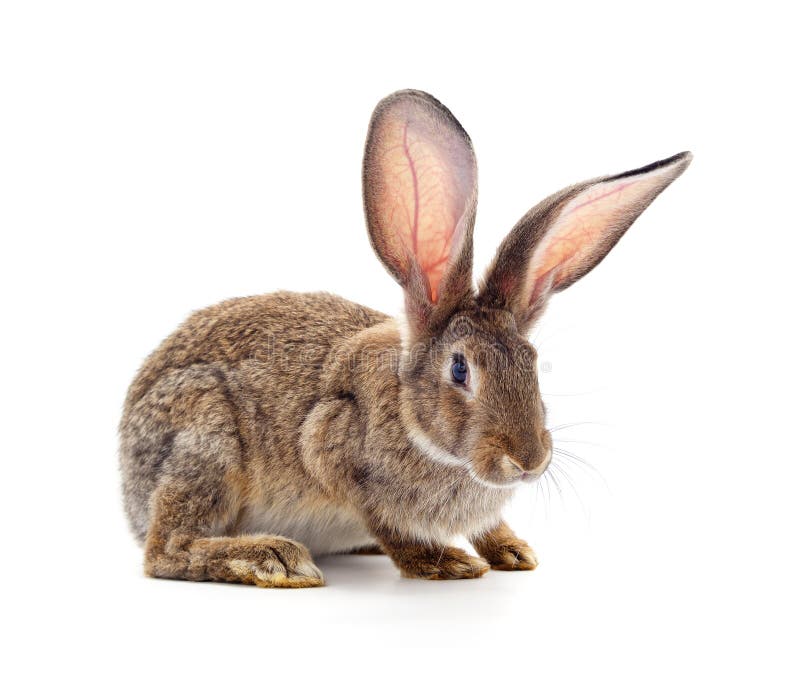 Brown Rabbit and Brown Striped Kitten Stock Image - Image of isolated ...