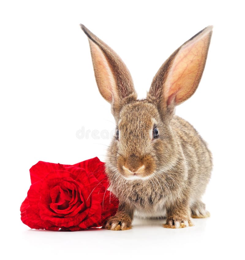 1,620 Rabbit Rose Stock Photos - Free & Royalty-Free Stock Photos from ...