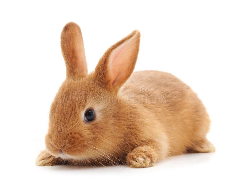 One brown rabbit. stock image. Image of beautiful, coward - 107451841