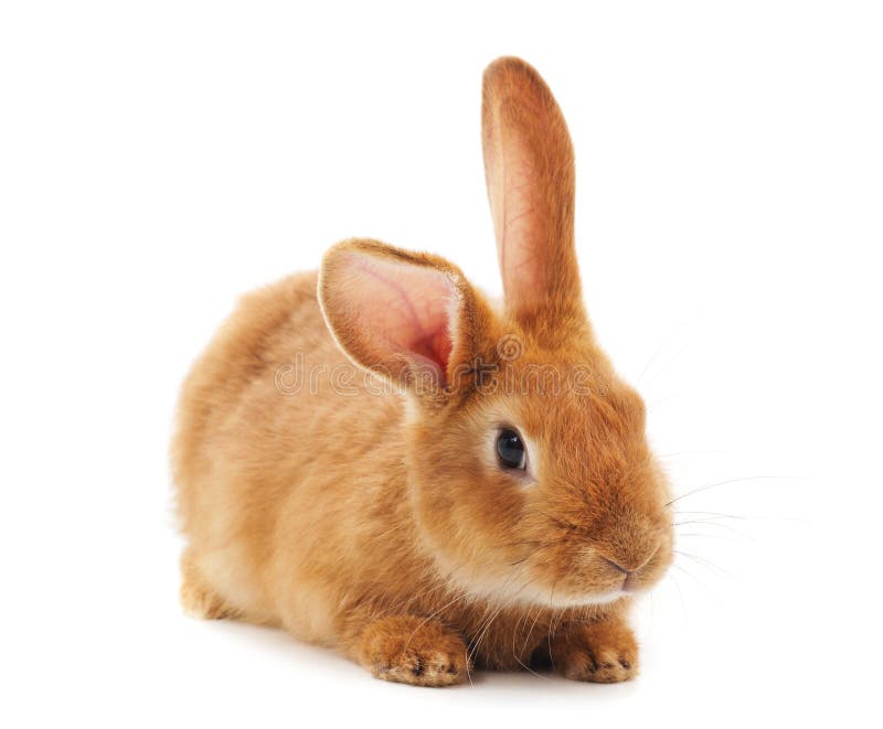 One brown rabbit stock photo. Image of white, beautiful - 136417664