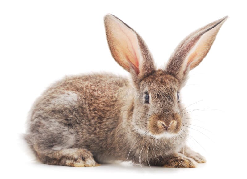One brown rabbit stock image. Image of food, beautiful - 148077149