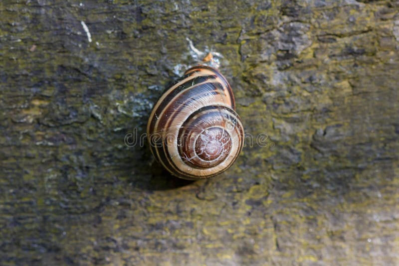 One brown snail shell stock photo. Image of mucus, molluscs - 55809698