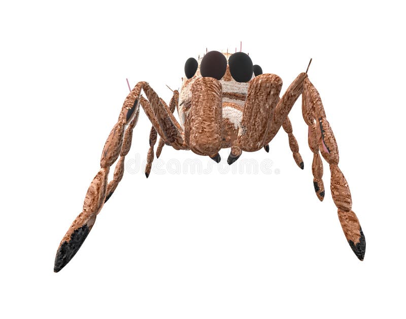 One Brown Spider on White, Front Side Stock Illustration - Illustration ...