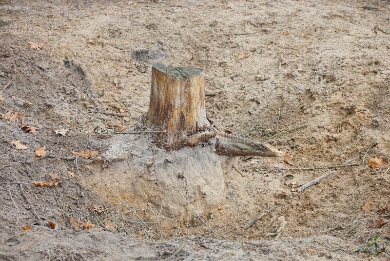 One Brown Stump of a Pine Tree with a Root Stock Photo - Image of ...