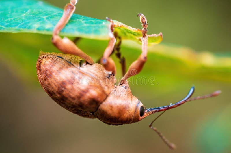 One Brown Weevil Sits on a Leaf in a Meadow Stock Image - Image of ...