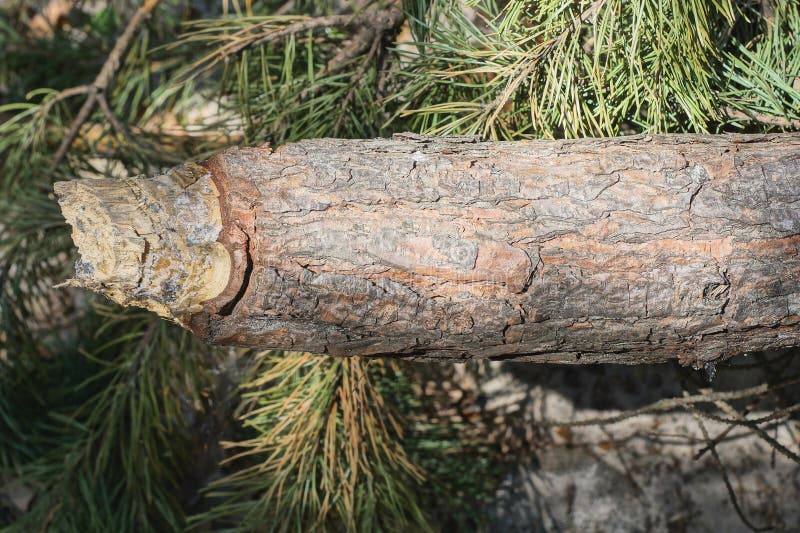 One Brown Wooden Sharp Stake Made of Pine Wood Stock Image - Image of ...