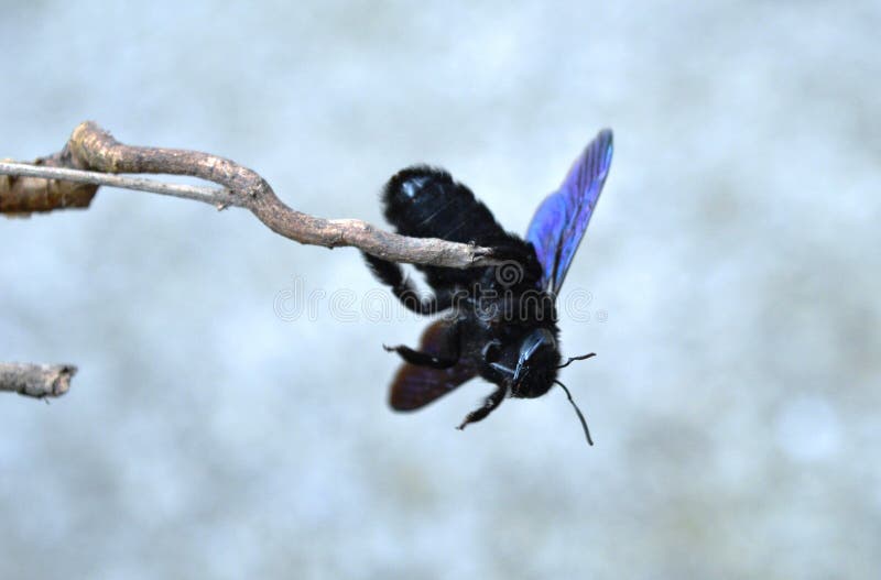 Blue bug on a dry branch stock image. Image of macro - 114049321