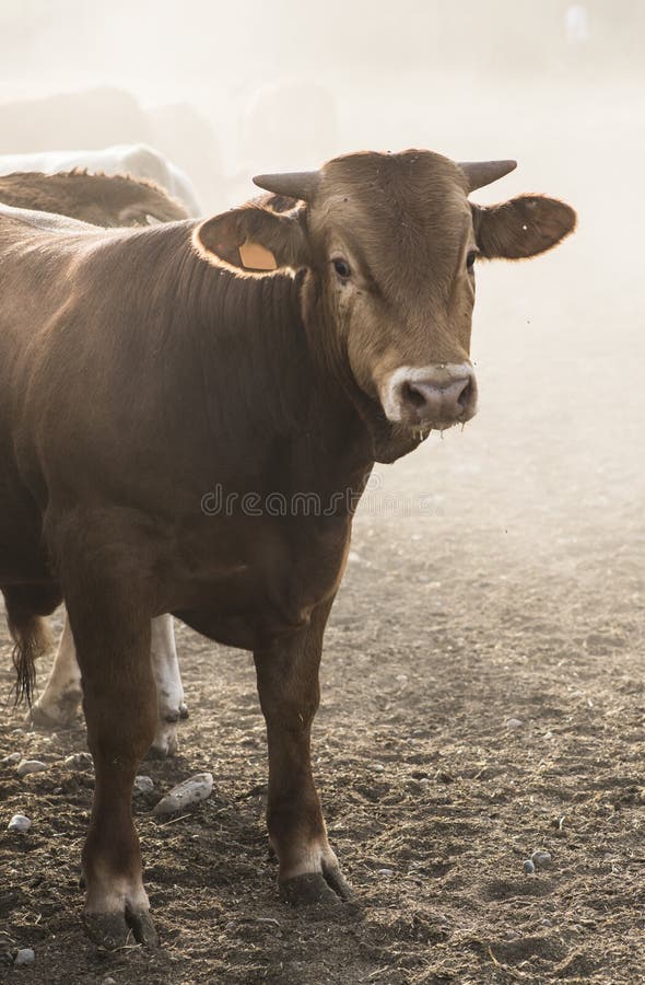 One bull in farm stock image. Image of rural, animal - 137992827