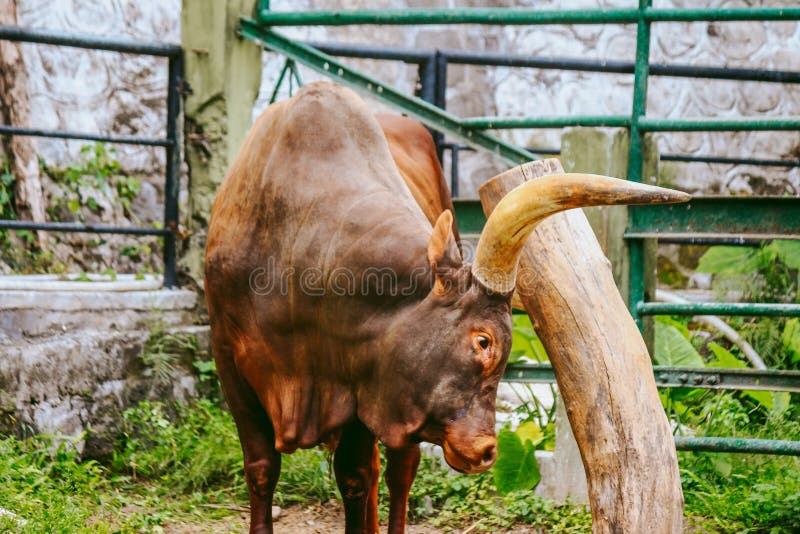 Bull in the farm stock photo. Image of nature, farm - 219444674