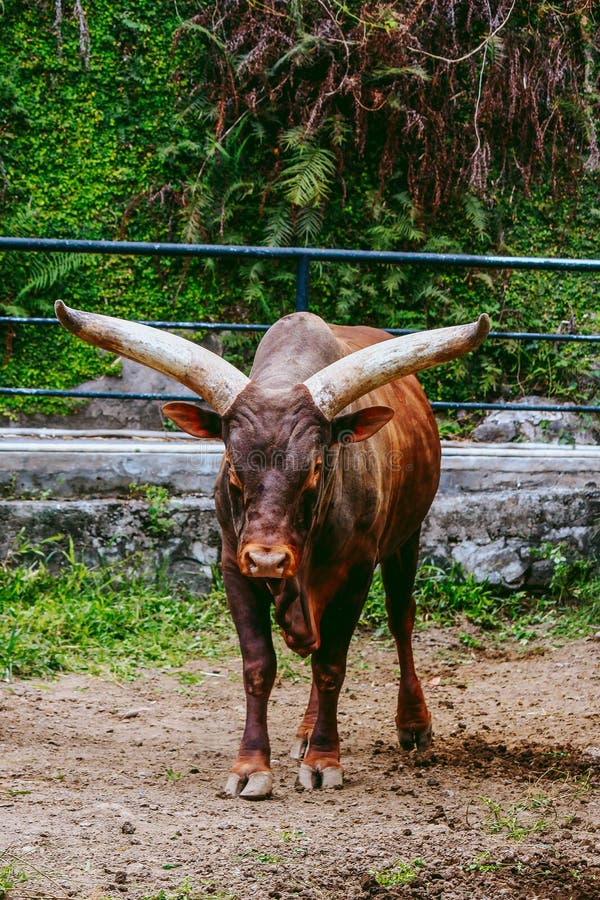 Bull on Farm stock image. Image of mouth, white, grey - 19202507