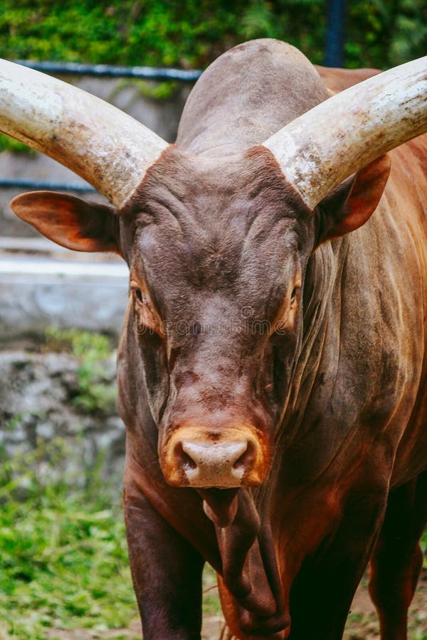 Bull in the farm stock image. Image of field, animal - 219445103