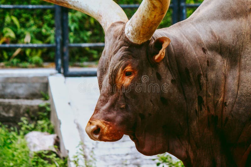 Bull in the farm stock image. Image of pasture, milk - 219445213