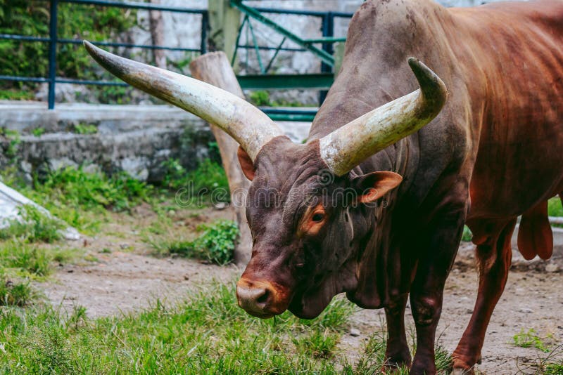 Bull in the farm stock image. Image of mammal, cattle - 219446397