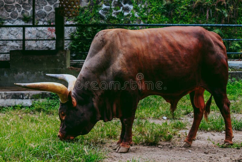 A Bull on the Farm Drinks Water. a Brown Bull in the Pen Drinks Water ...