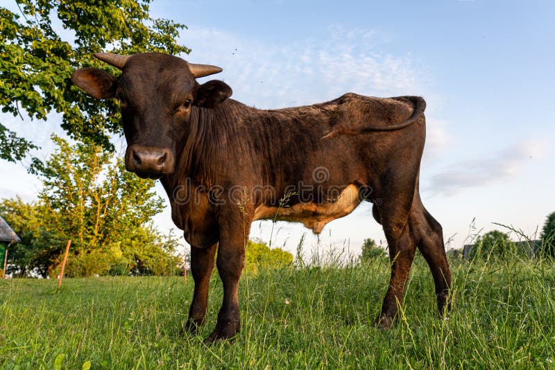 Bull standing in a Field stock photo. Image of livestock - 5999848
