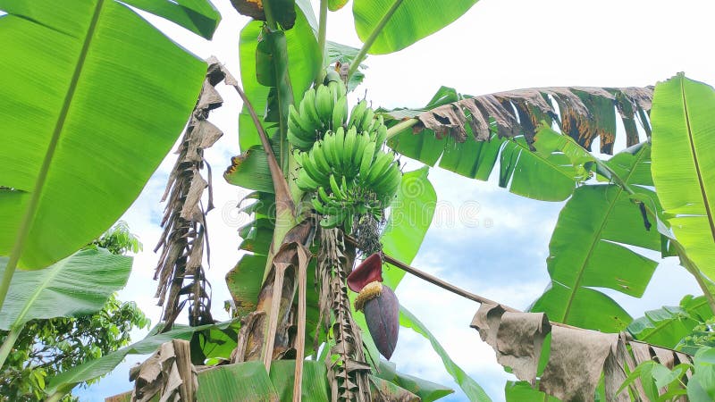One Bunch of Bananas that are Still Green Stock Photo - Image of ...