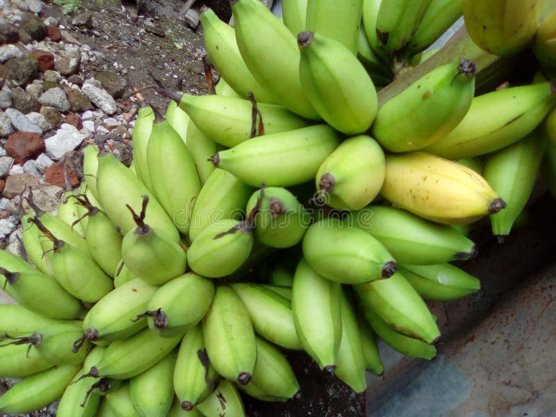 Murlin Stock Photos - Free & Royalty-Free Stock Photos from Dreamstime