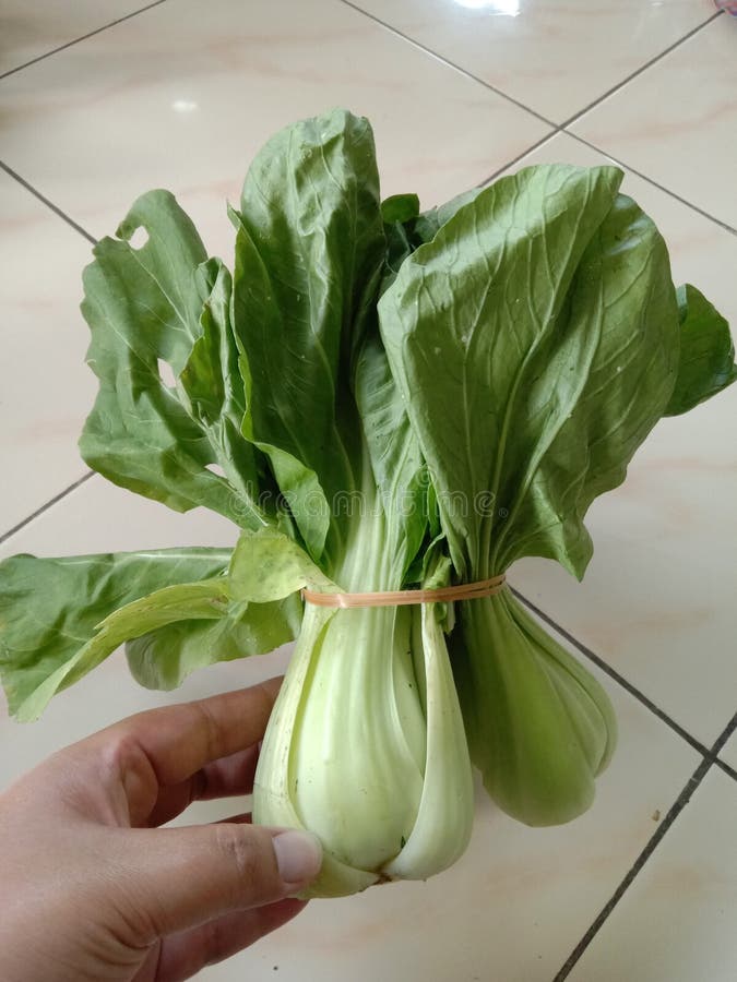 168 Pakcoy Plant Stock Photos - Free & Royalty-Free Stock Photos from ...