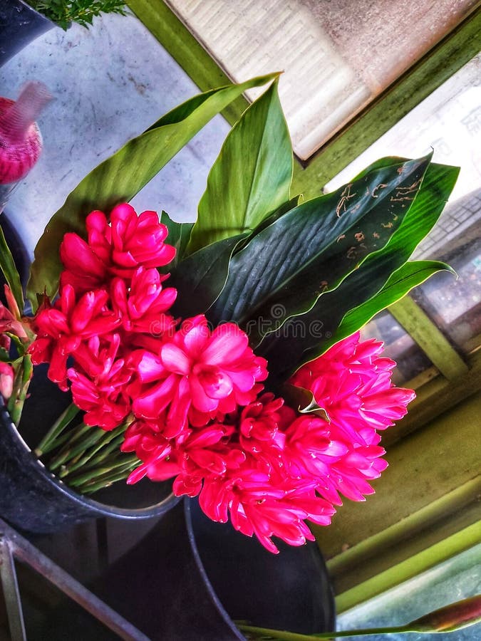 One Bunch of Red Ginger Plants Has a Bright Red Flower and Green Leaves ...