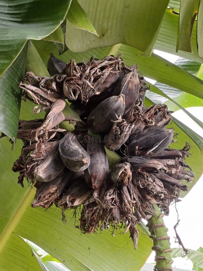 One Bunch of Rotten Bananas Still Hanging on the Tree Stock Photo ...