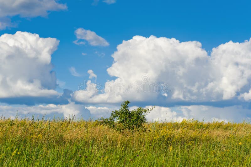 One Bush in a Meadow Grass. Blue Clouds Sky Backgrounds Stock Photo ...
